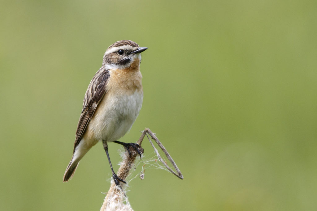 Braunkehlchen_Martin_Schuck – BirdLife St.Gallen
